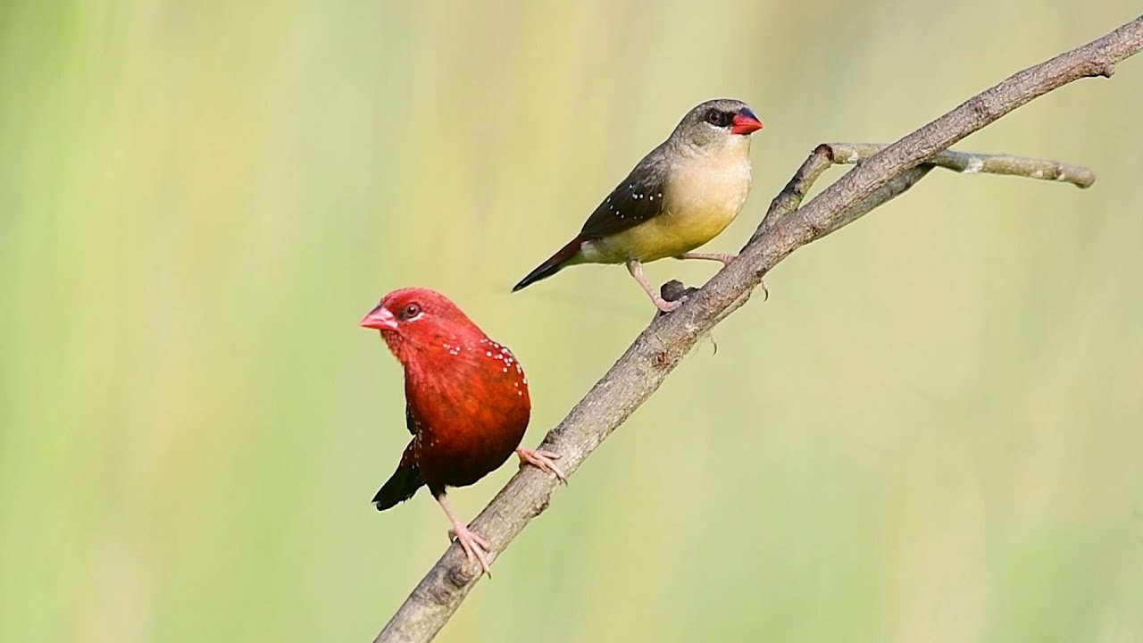 Red Munia Male and Female। Strawberry Finch। Red avadavat।Ujjal Sarkar ...