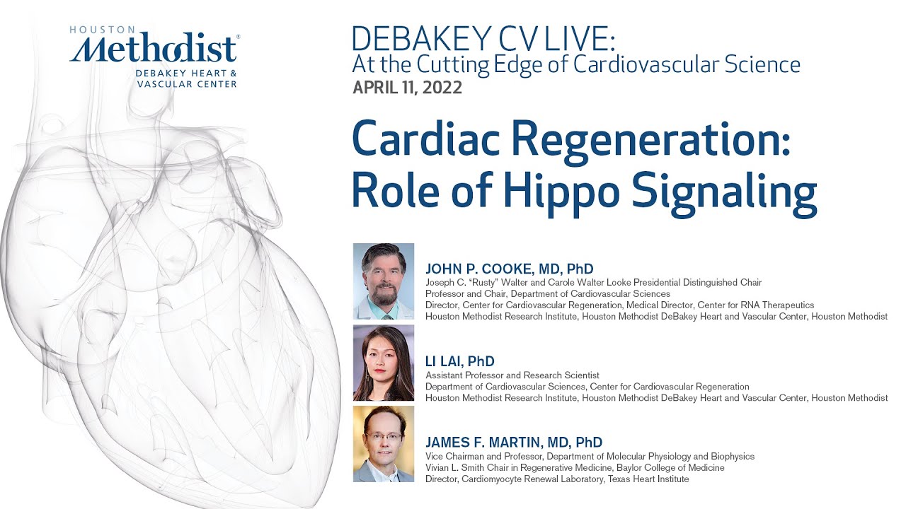 Cardiac Regeneration: Role of Hippo Signaling (John P. Cooke, MD and ...