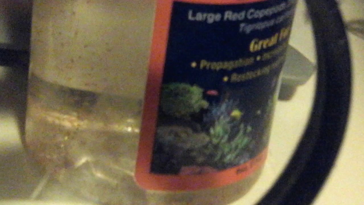 Tiger Pods - YouTube