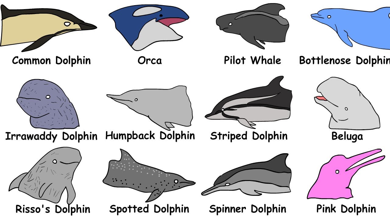 Every Dolphin Type Explained in 11 minutes - YouTube