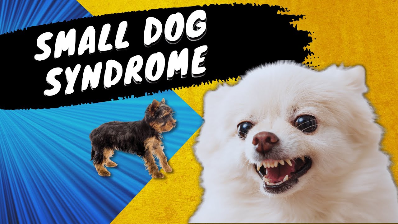The Surprising Cause of Small Dog Syndrome - YouTube