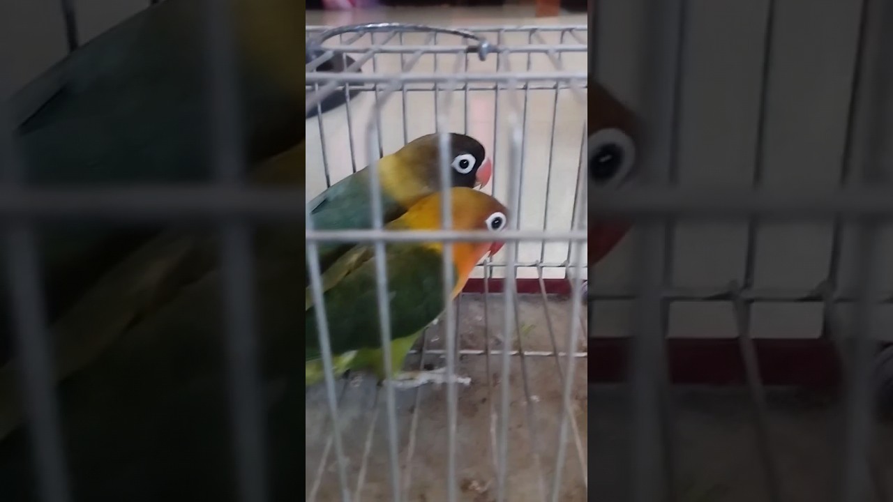 par blue opaline personata hen & green opaline split ino cock - YouTube