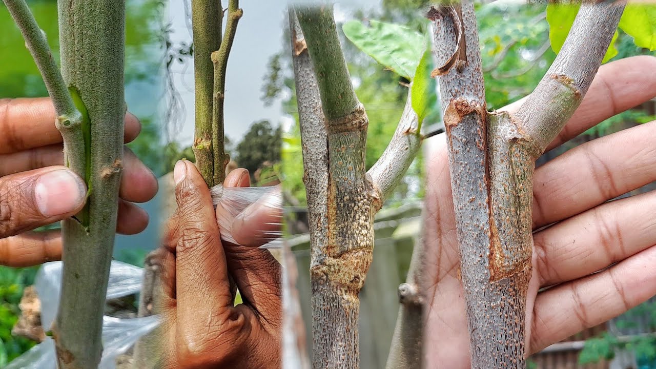 Easy technique for grafting plum trees - YouTube