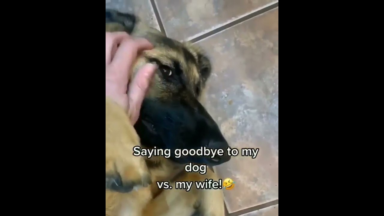saying goodbye to my dog vs .my wife German Shepherds | German ...