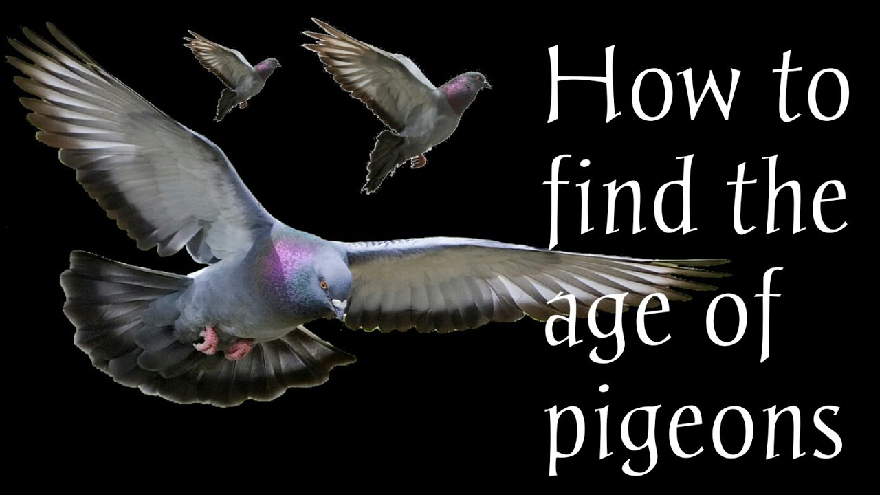 How to find the age of pigeons.. - YouTube