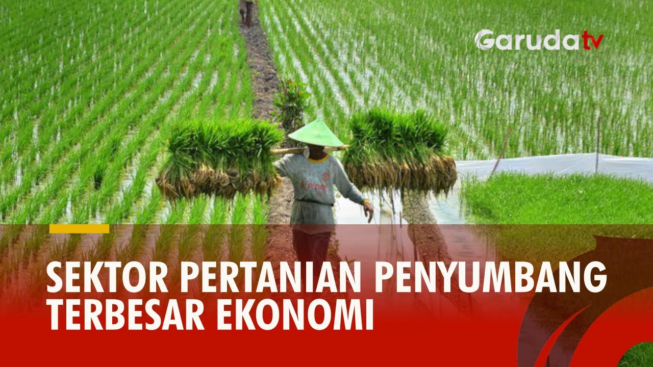 Sektor Pertanian Jadi Penyumbang Terbesar Ekonomi di Sulawesi Selatan ...