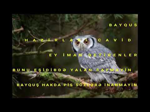 Bayquş peyğəmbərlər söhbəti