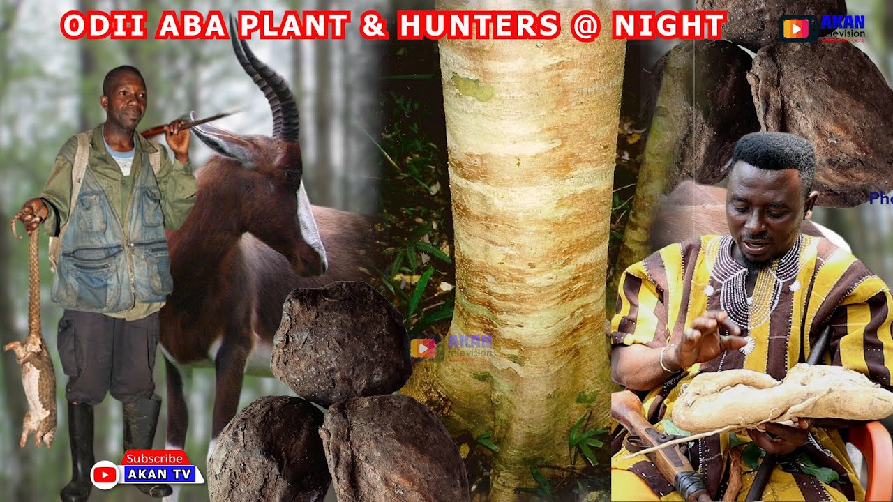 MYSTERY OF ODII ABA PLANT THAT GIVES LIGHT AT NIGHT & HOW IT HELPS ...