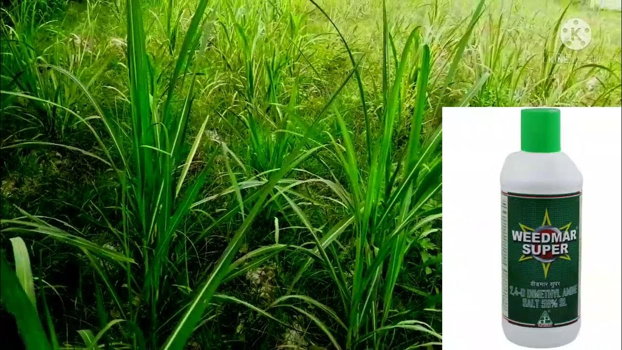 Herbicide 2 4 D Amine herbicide-2-4-d-amine