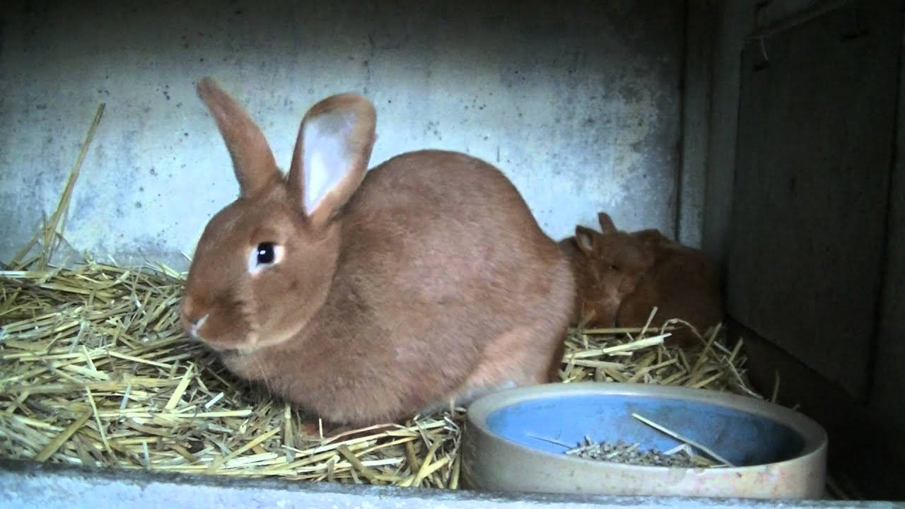 -Presentation des Lapereaux Fauve De Bourgogne- - YouTube