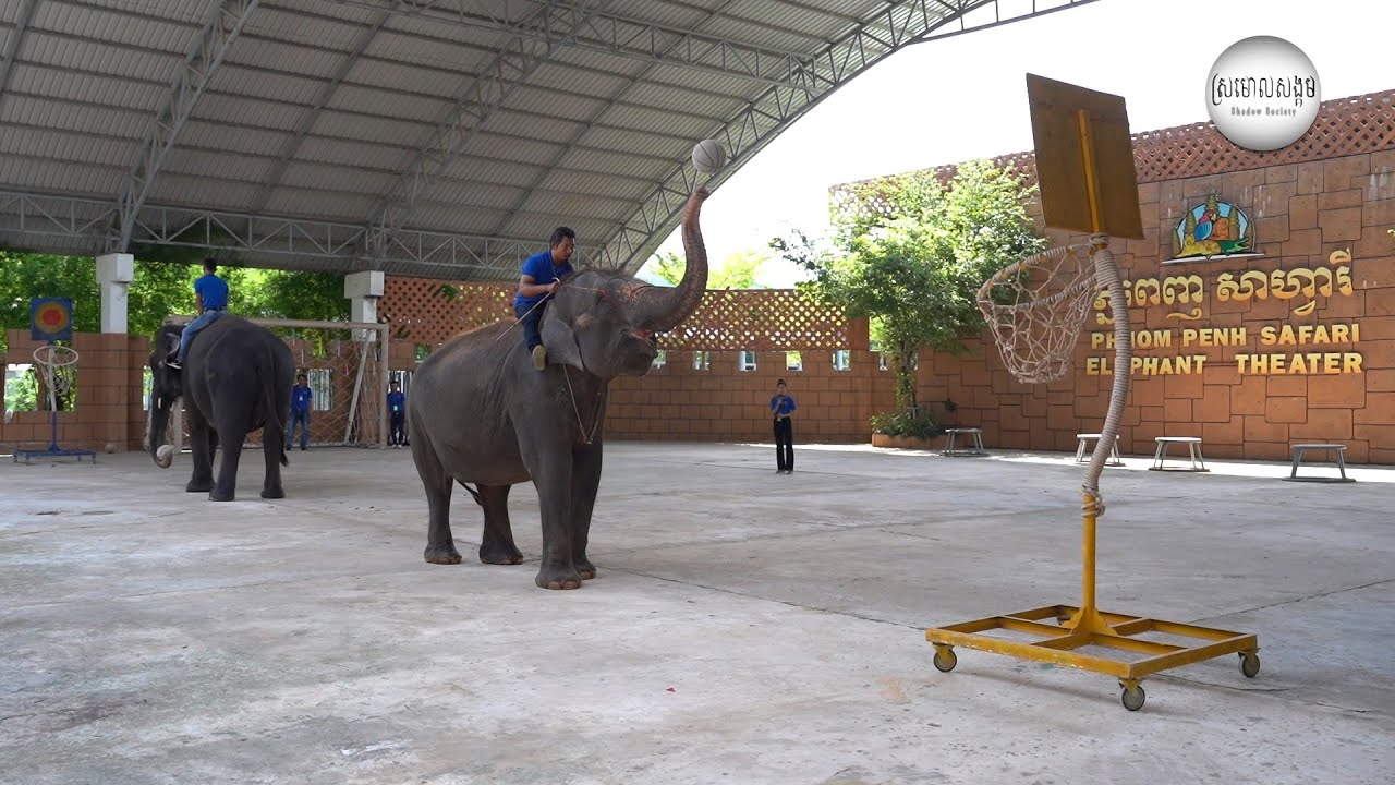 Elephant Performance - YouTube