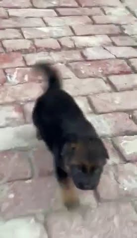 gst #dog #puppy short video - YouTube