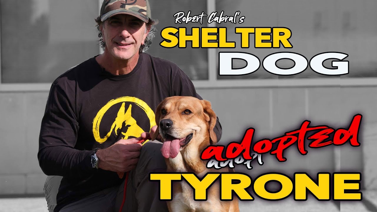 Shelter Dog Tyrone has been adopted at the west LA Shelter - YouTube