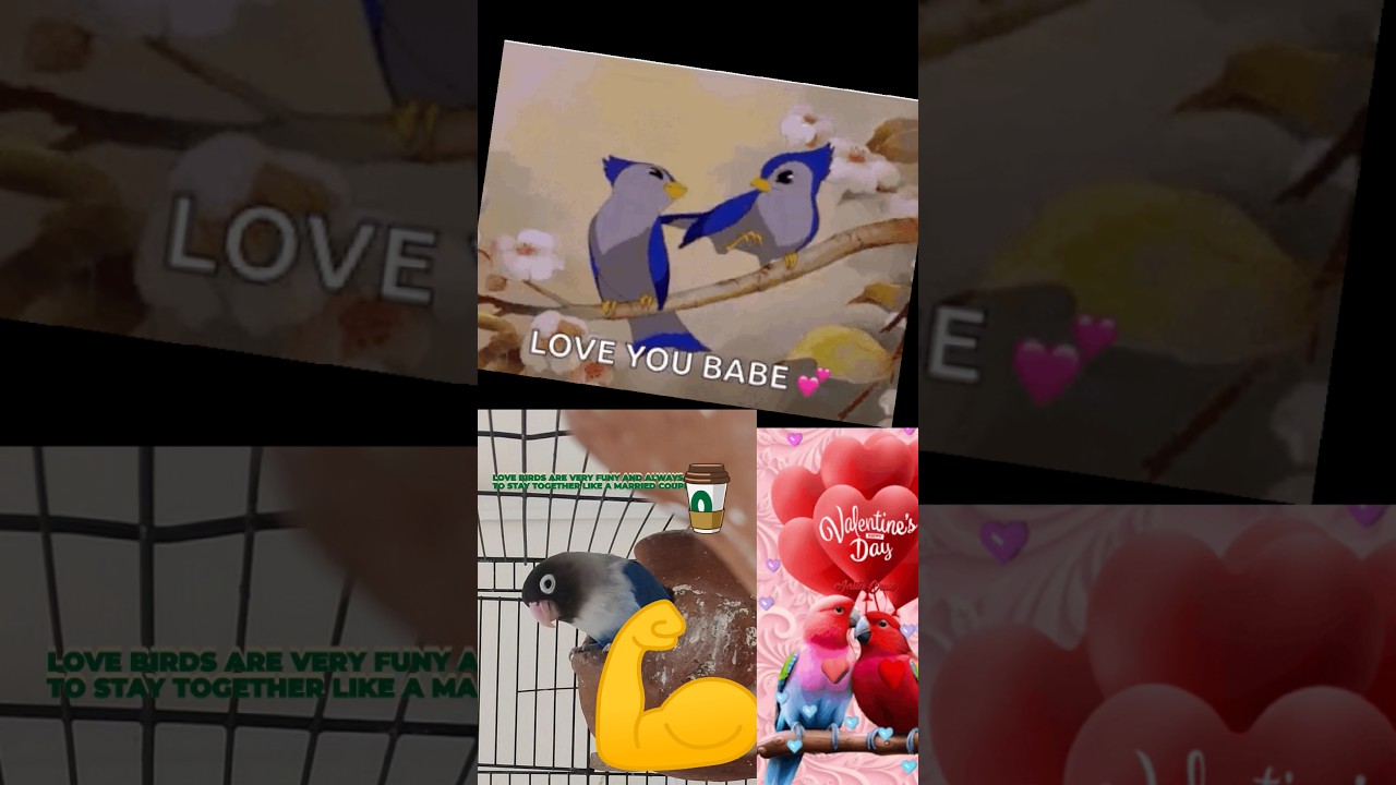 Live cartoon network #birds #valentinesday #birdschemistry - YouTube