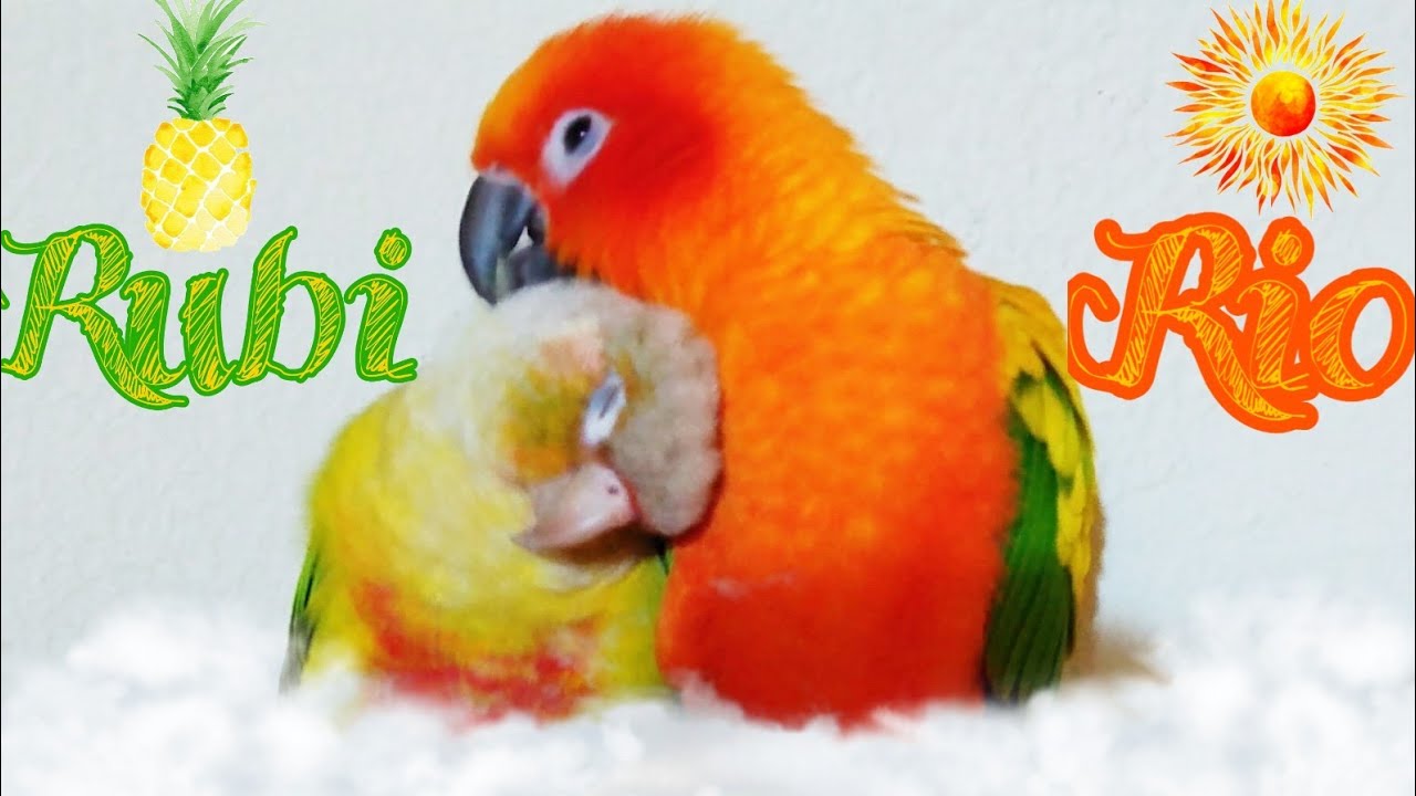 Mis Cotorritos Están Bien Enamorados - YouTube