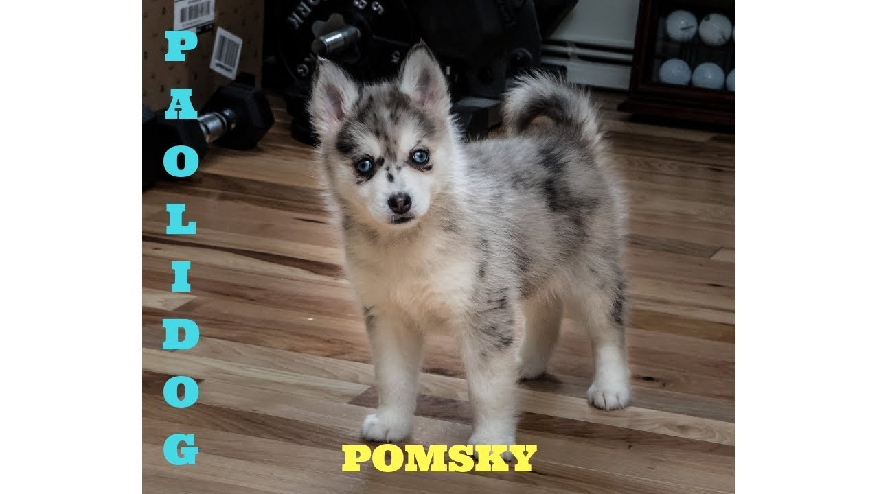 POMSKY TOP 10 INTERESTING FACTS - YouTube