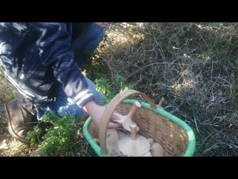 Çan Pırnal melkisi avımız. Abdullah Başlı ve Sebahatttin Şahin ile birlikte. Çan tarafları..