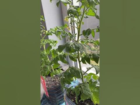 Каменный цветок #помидоры #семенатоматов #помидор #семена # ...