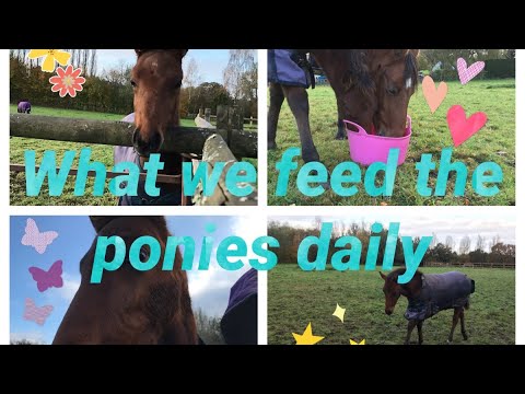 What I feed the ponies Daily | Equine Livy | - YouTube