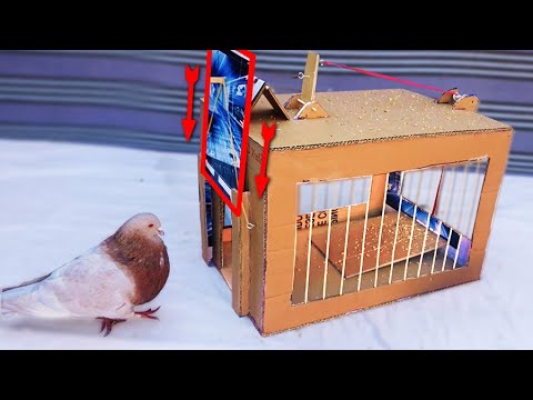 The Best Pigeon Trap (Drop Door Trap) - Step By Step Tutorial #StarX ...