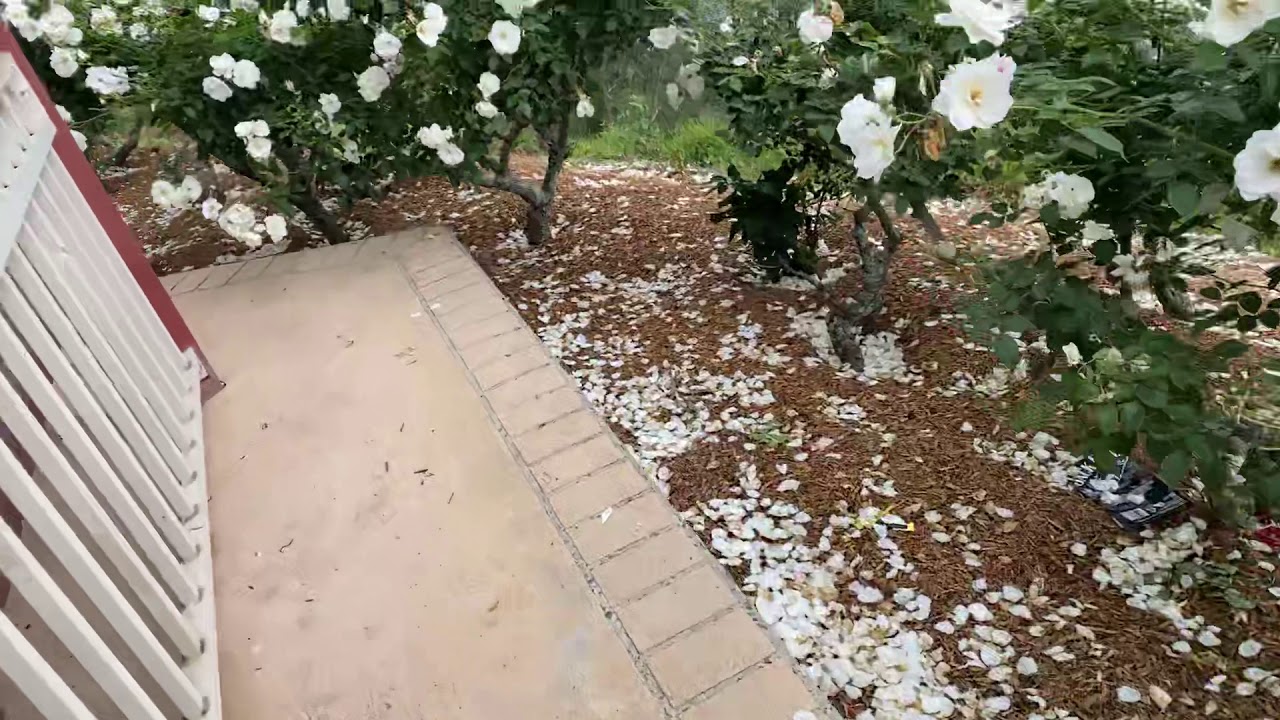 Great river walk near Nepean river on 2 November 2020 - YouTube