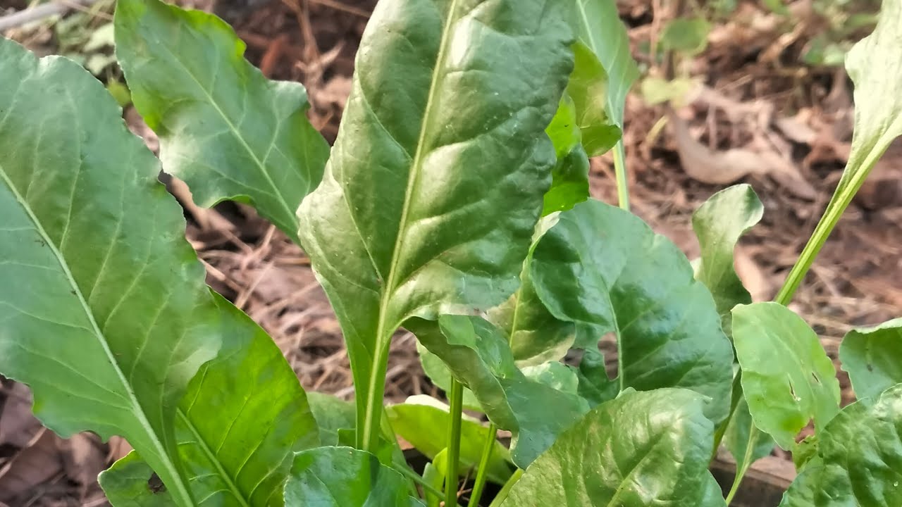 Regrow Spinach from Market Roots | Sustainable Farming at Rojas Natural ...