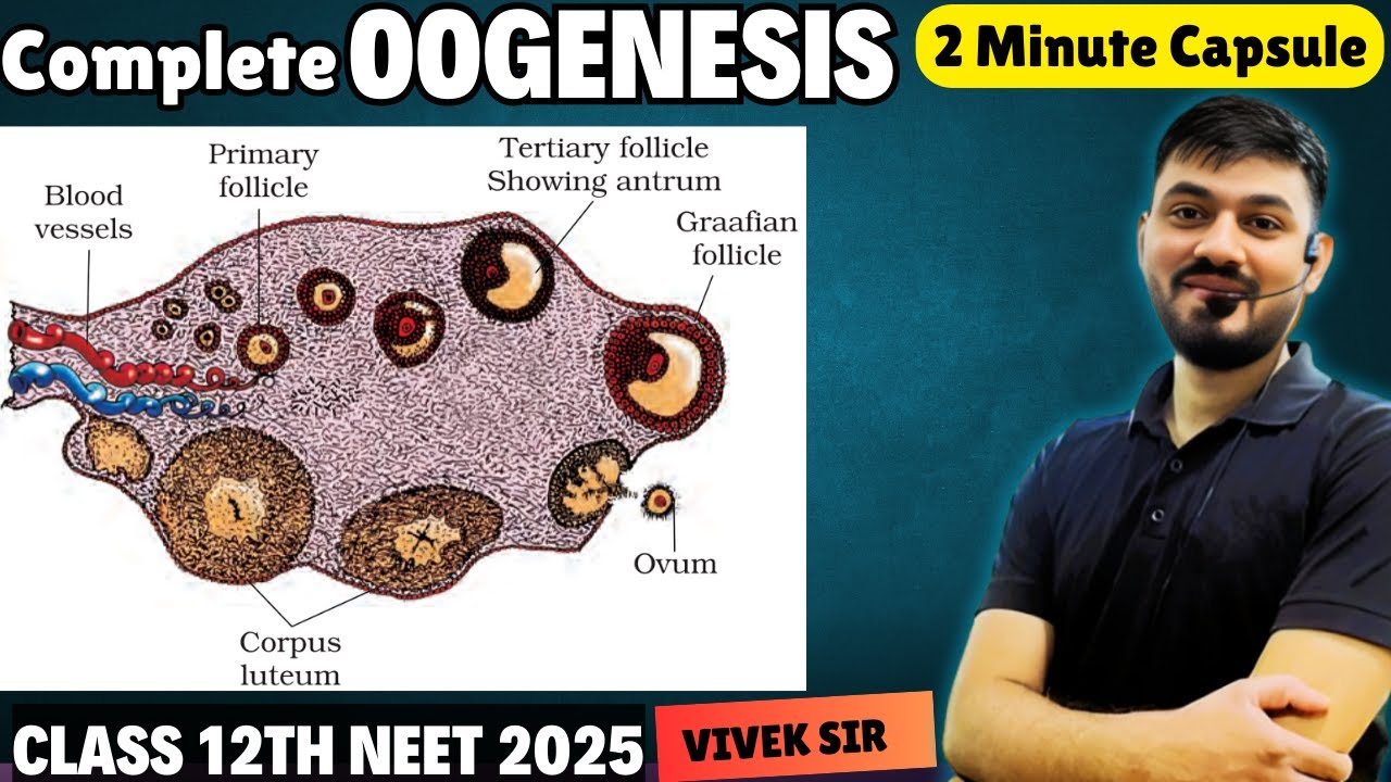 Complete Oogenesis Explain in 2 Minute || Human Reproduction class 12 ...