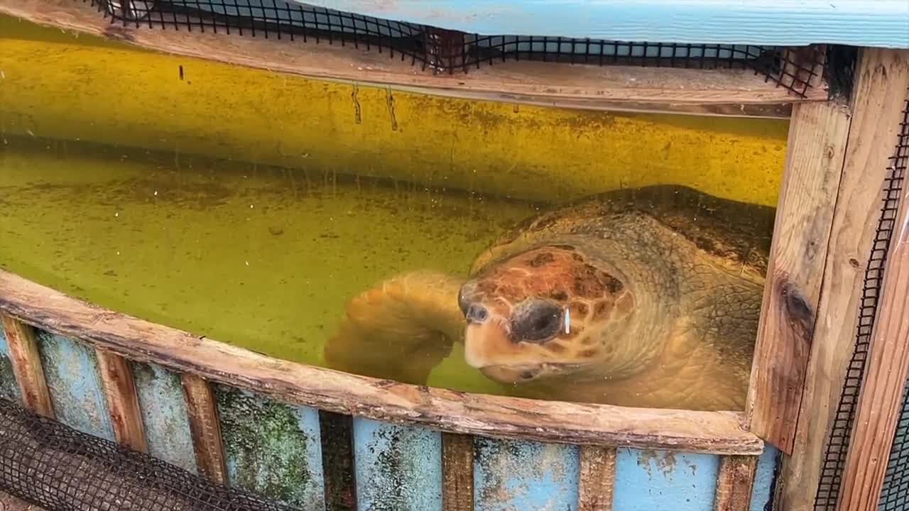 SEE HOW: To support the Gulf Specimen Marine Lab - YouTube