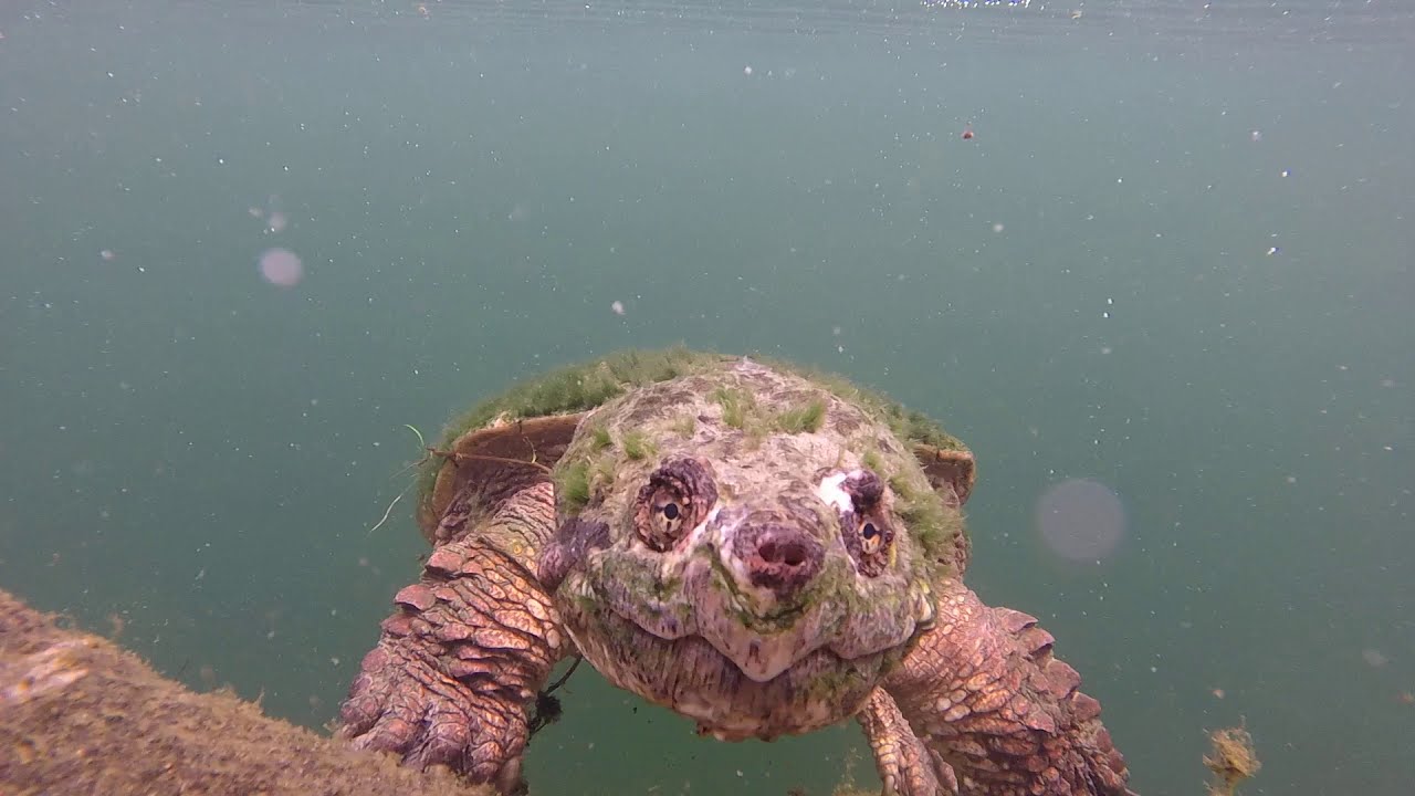 Jeffrey filming a snapping turtle in secret lake - YouTube