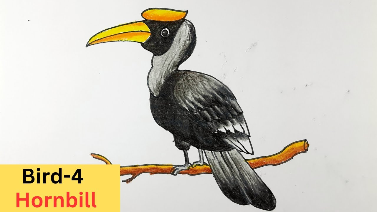 Hornbill/ How to draw Hornbill/ easy hornbill drawing tutorial/ bird ...