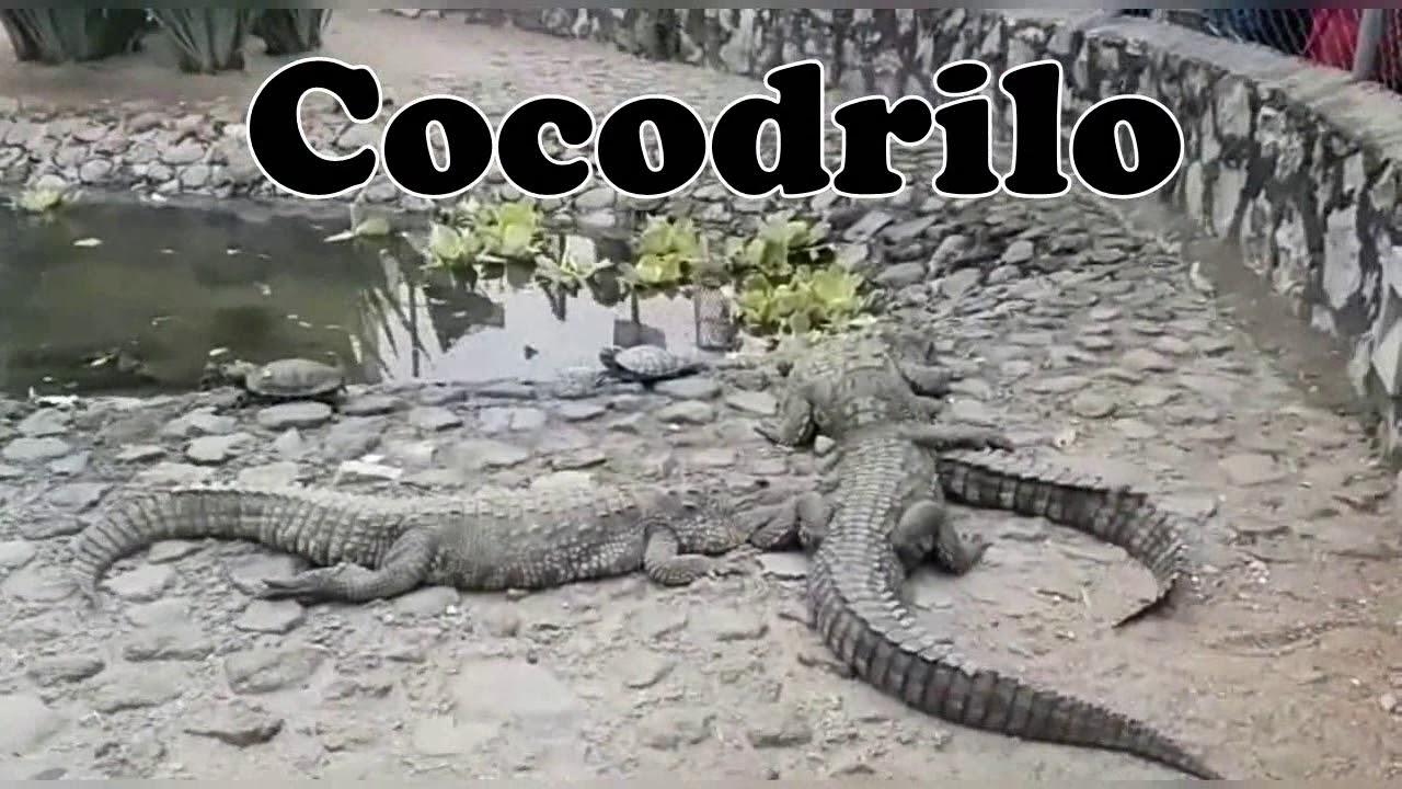 Reserva animal del rio orizaba - YouTube