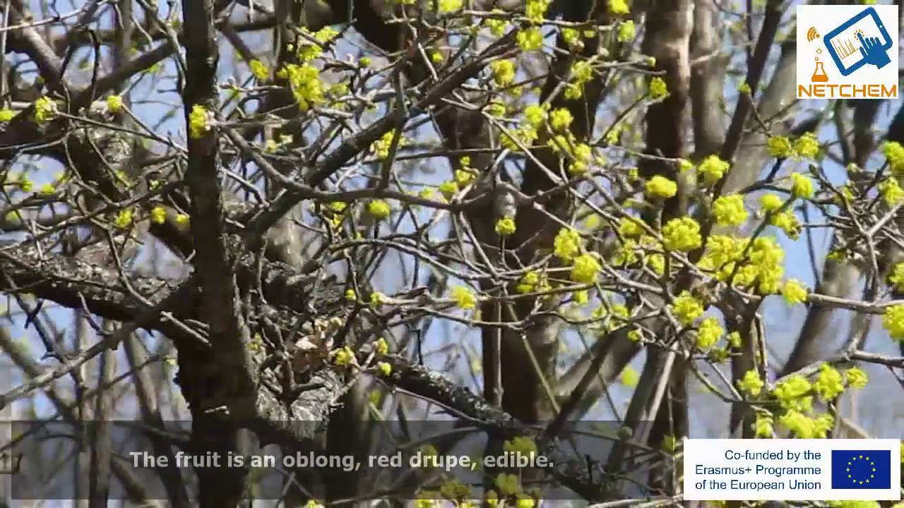 P1 13 Cornus mas - YouTube