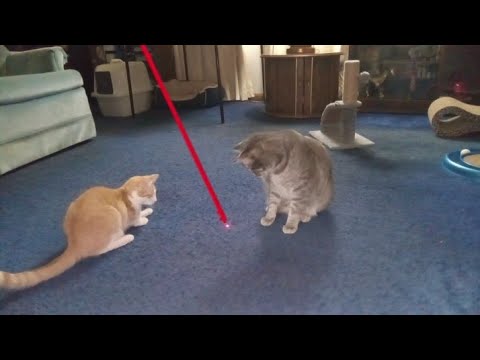 Cats Chasing Laser - YouTube