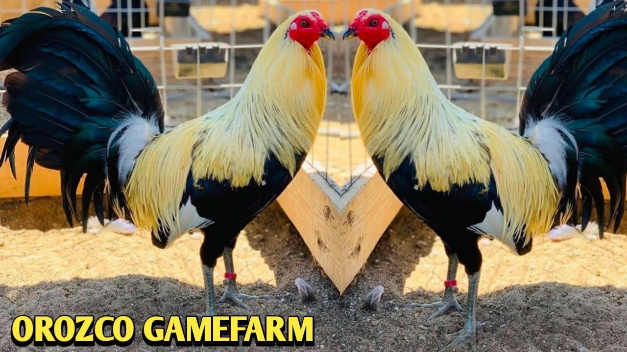 Grey McLean hatch Kelso - OROZCO FARM - YouTube