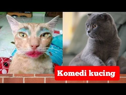 𝗟𝗨𝗖𝗨 𝗕𝗔𝗡𝗚𝗘𝗧.! 𝗞𝗲𝗹𝗮𝗸𝘂𝗮𝗻 𝗸𝘂𝗰𝗶𝗻𝗴 𝗯𝘂𝗿𝗶𝗸 𝗯𝗶𝗸𝗶𝗻 𝗸𝗲𝘁𝗮𝘄𝗮 𝗻𝗴𝗮𝗸𝗮𝗸 - YouTube