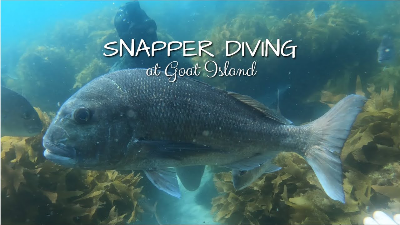 Massive Snapper at Goat Island Marine Reserve - YouTube