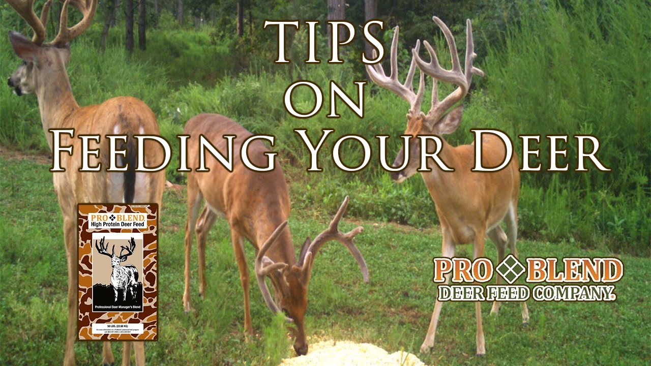 TIPS ON FEEDING YOUR DEER with Pro Blend Deer Feed Company - YouTube