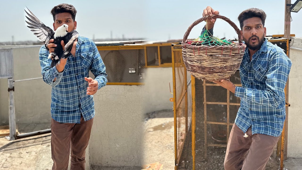 Aaj kabutar khareed kar lay aye or new kabutaro ko khol diya 😳😱 - YouTube