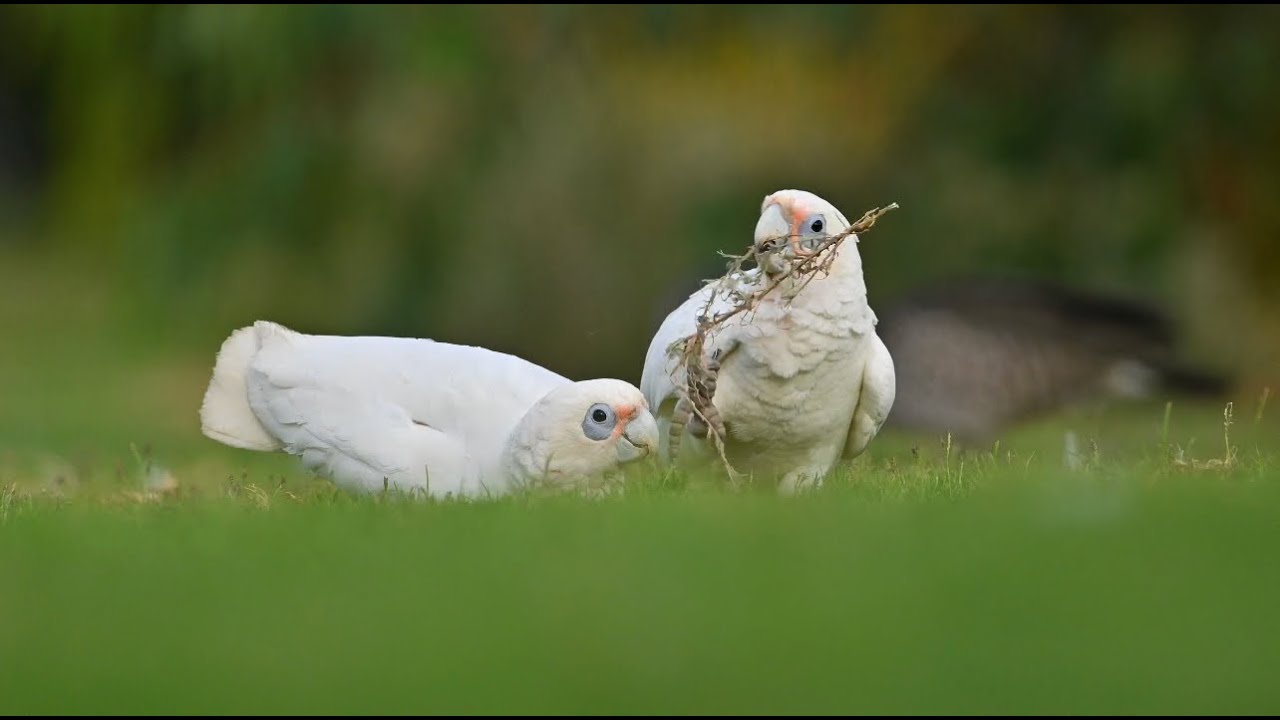 Little Corella | Birds of Australia - YouTube