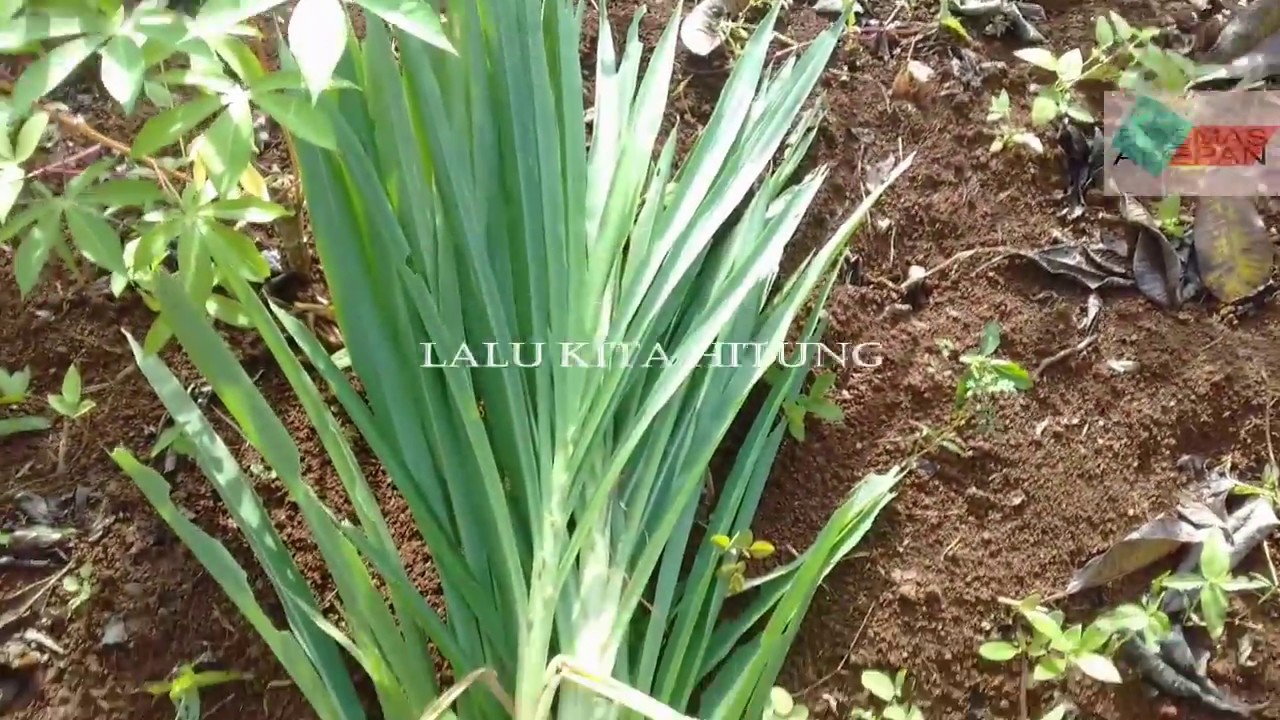 Produksi daun rumput odot - YouTube