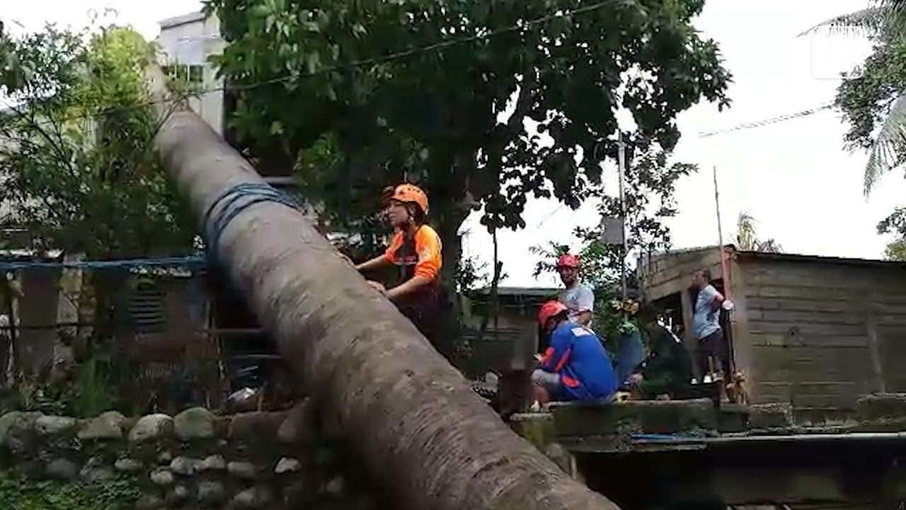 Clearing operation on a 30ft tall old palm tree collapsed during ...
