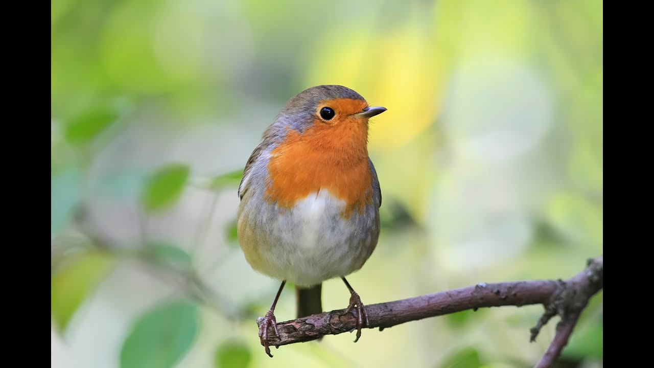 Animals World, Birds video, pets, 4k video, natures video - YouTube