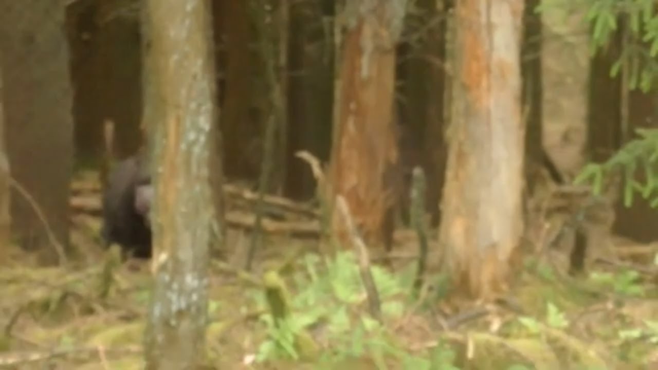 Bigfoot rips up massive tree stump - YouTube