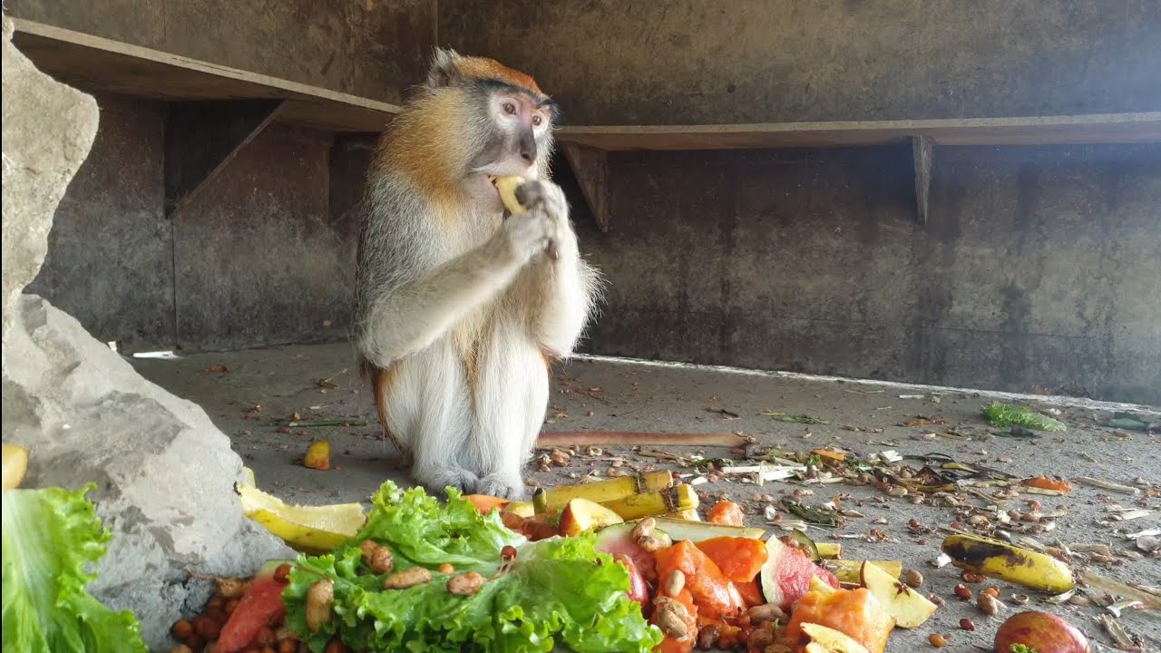 Hungry animal are waiting for food || feeding monkey and elephant - YouTube