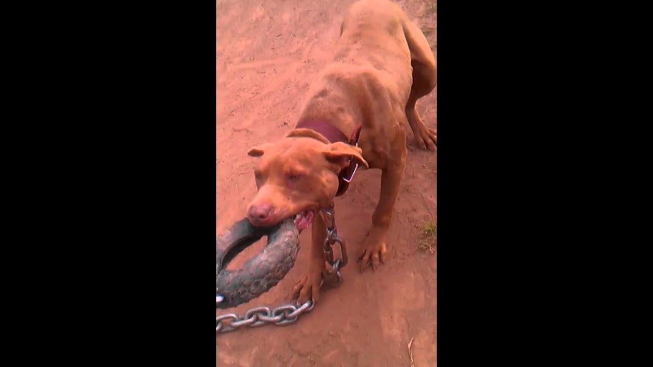 Full brother to the Eli,Redboy,Jocko pups - YouTube