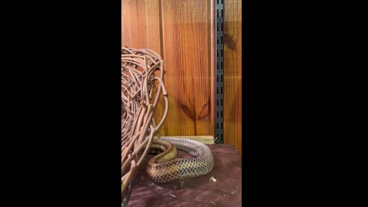 Milo the Rat Snake Shed Fast Speed Nov, 2022 - YouTube