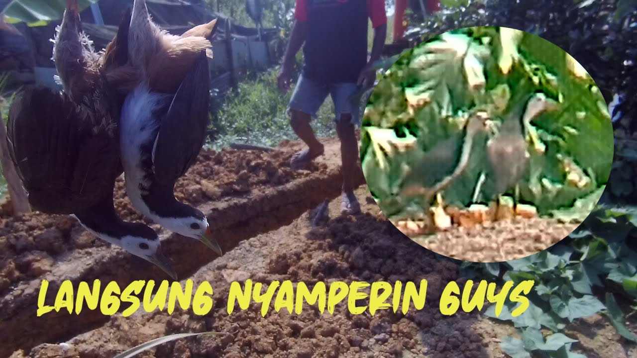 Hunting bareng kawan kawan,menjerat dan memancing ikan - YouTube