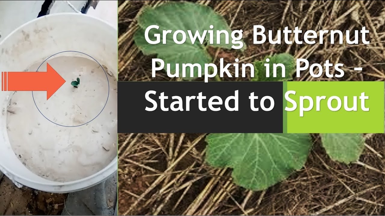 Planting Butternut Pumpkin Day 6 Part 2 YouTube planting-butternut-pumpkin-day-6-part-2-youtube