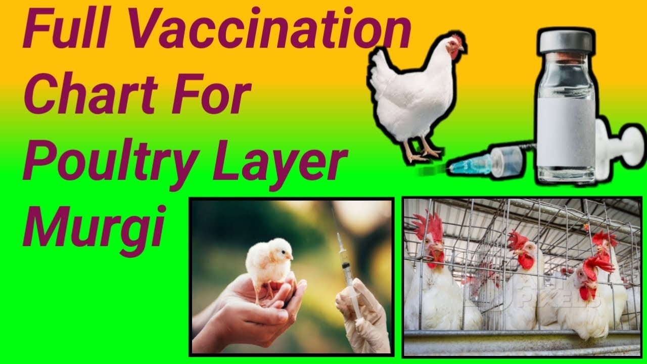 46 BV 300, BV 380 chicken, RIR, Black Australorp, Gramapriya,Layer ...
