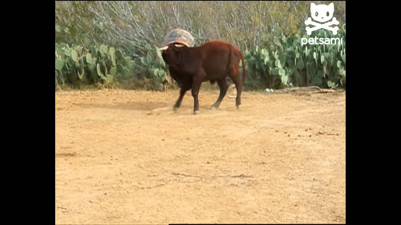 Mad cow has major freak out - YouTube